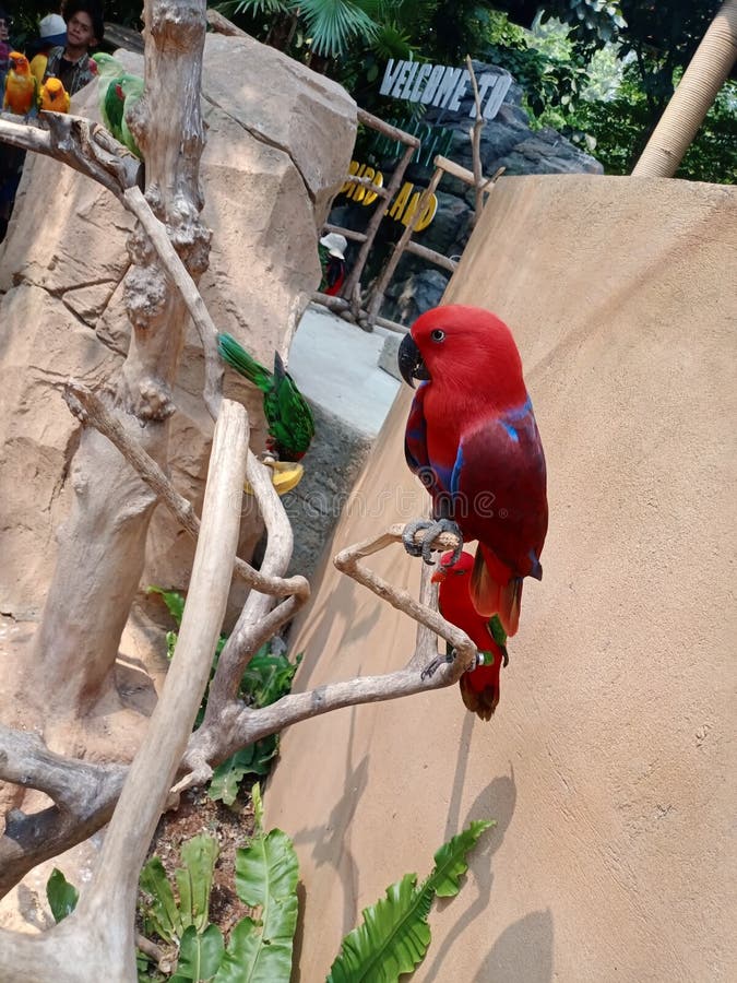 Red Parrot editorial image. Image of jungle, bird, animal - 292110015