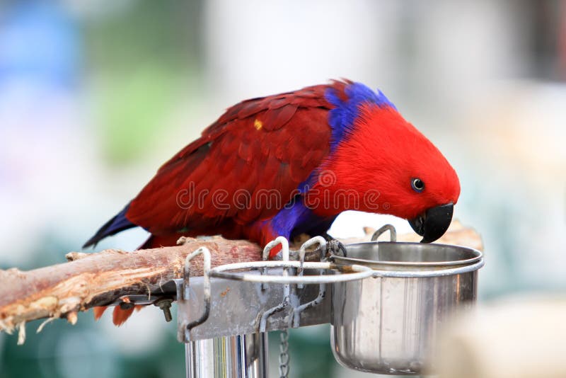 Red parrot stock image. Image of bird, blue, nature, perch - 57558173