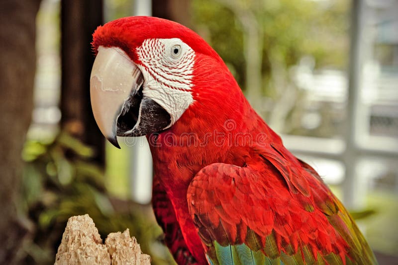 Red parrot stock image. Image of green, bird, animal - 47564497
