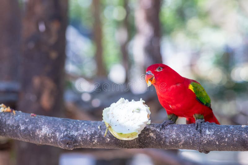 The Red Parrot is Eating Fruit in the Zoo Stock Image - Image of ...