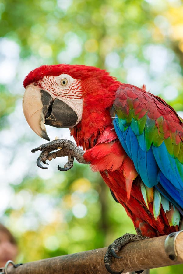 Parrot eats nut stock image. Image of eating, organic - 14068243
