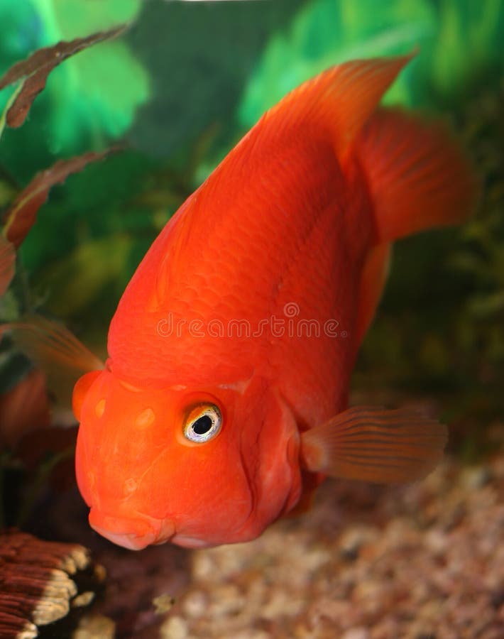 Red parrot fish. stock photo. Image of aquario, tropical - 3557340