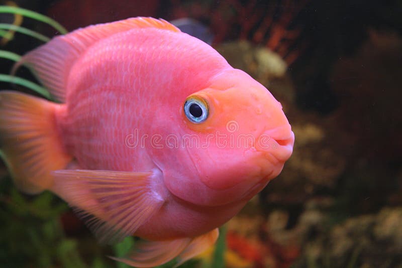 Red parrot fish stock photo. Image of freshwater, aquarius - 6790078