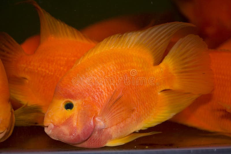 Red parrot fish stock photo. Image of aquatic, fins, aqua - 7350676
