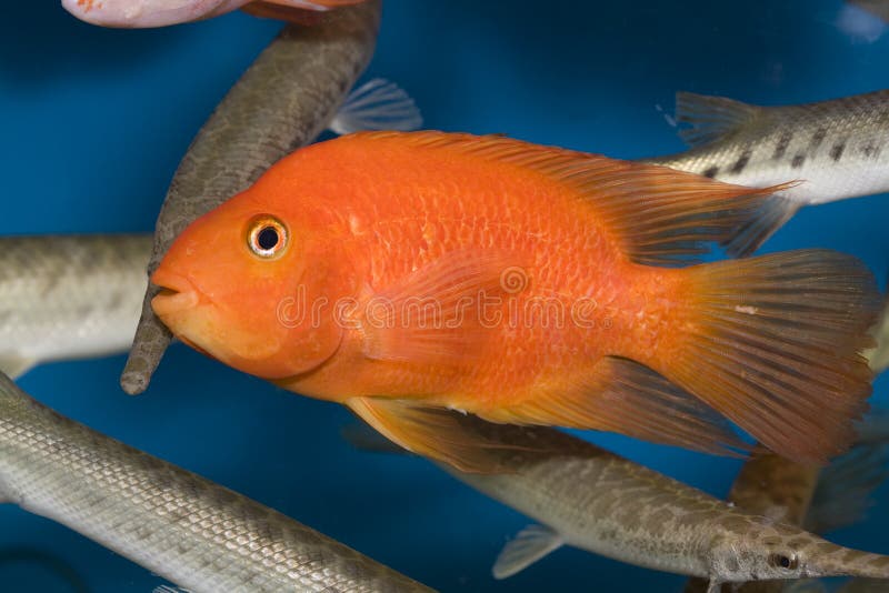 Red parrot fish stock image. Image of fishbowl, nature - 7241899