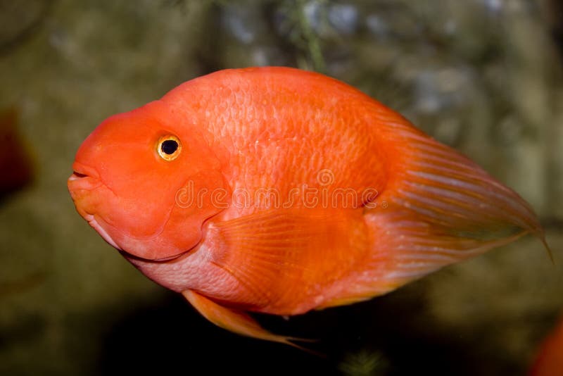 Red parrot fish stock photo. Image of aquatic, fins, aqua - 7350676