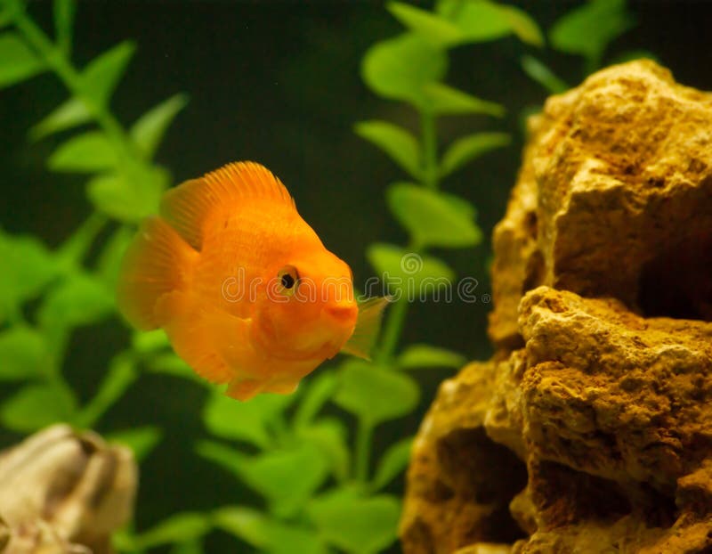 Red Parrot Fish in Aquarium Stock Image - Image of fins, bright: 2298215