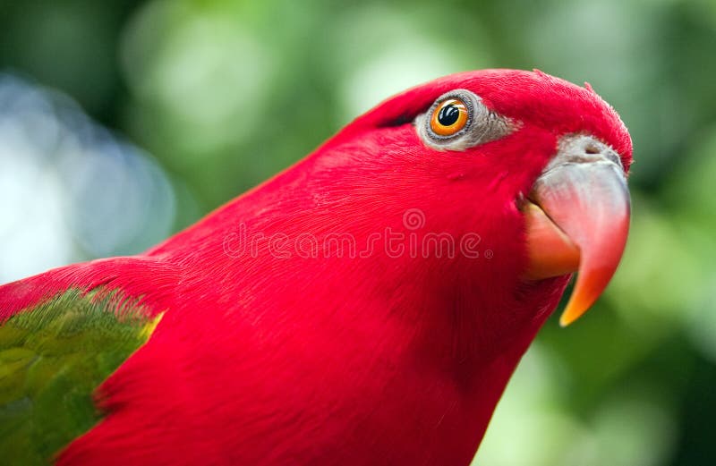 Red Parrot with Green Wings Stock Image - Image of colour, food: 7764681