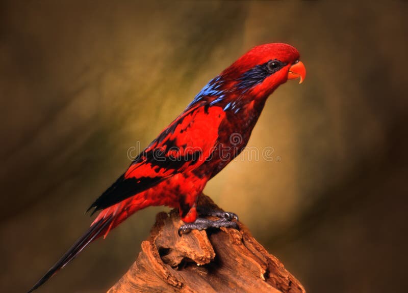 Red parrot stock photo. Image of bird, lively, feather - 36955626