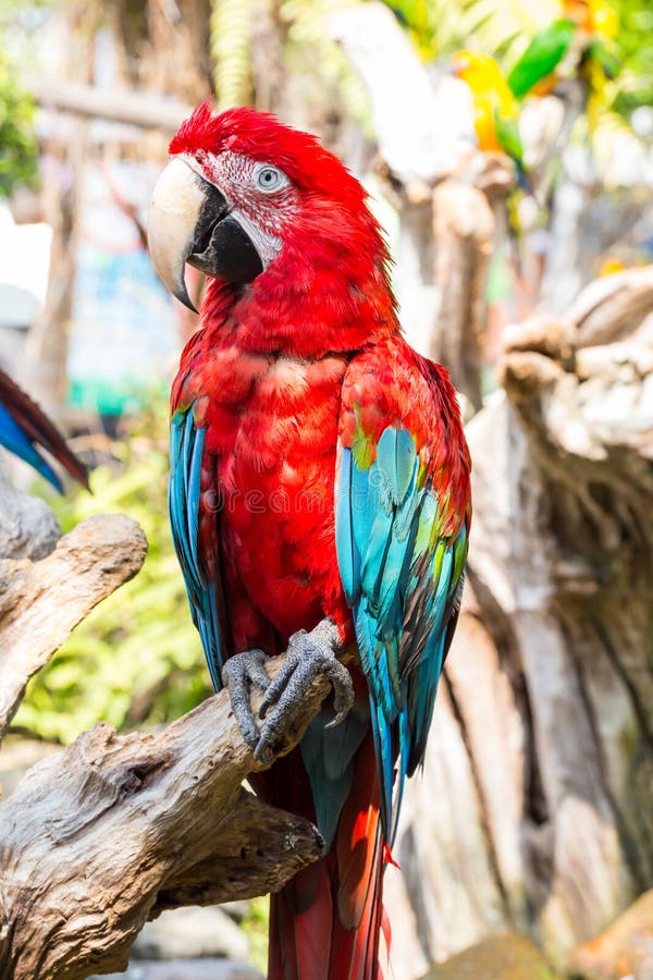 Red parrot macaw stock image. Image of perch, branch - 63759585