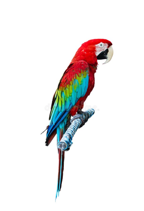 424 Red Blue Parrot Side View Stock Photos - Free & Royalty-Free Stock ...