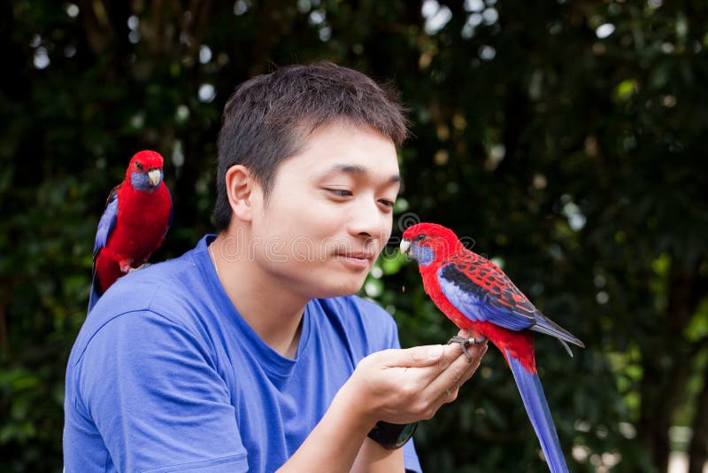 Red Parrot on the Male Hand Stock Photo - Image of feather, small: 15840488