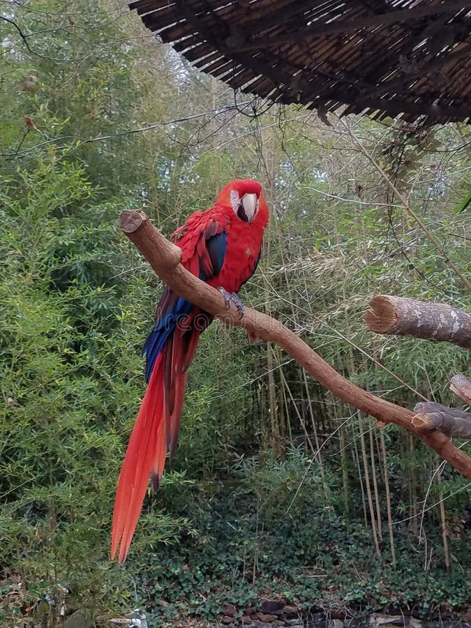 Exotic Parrot stock photo. Image of perched, parrot - 121748460