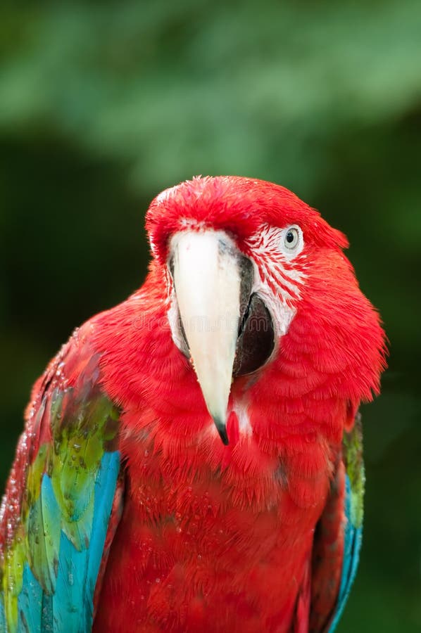 Red Parrot Portrait stock photo. Image of beautiful, macaw - 22270996