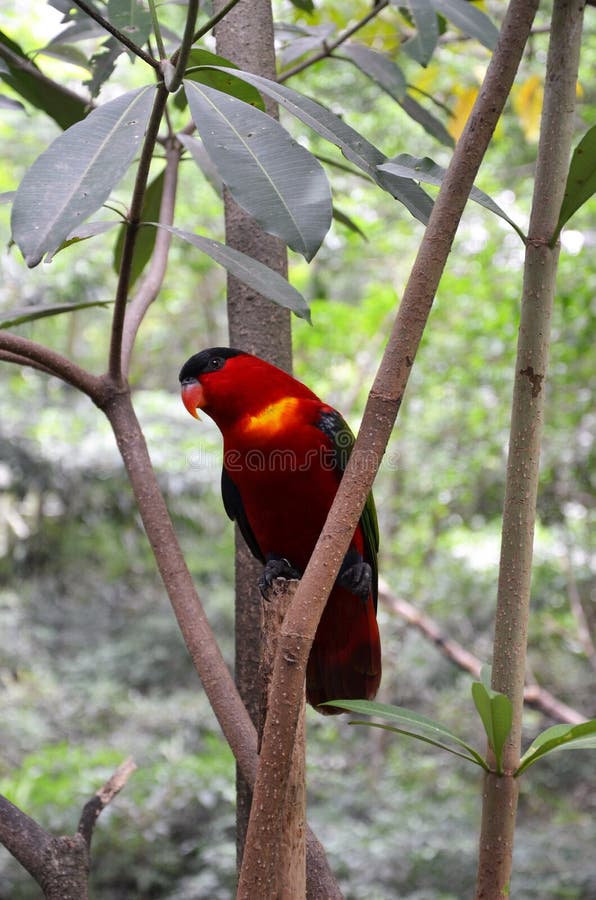 A red parrot stock image. Image of bird, pretty, wildlife - 70010785