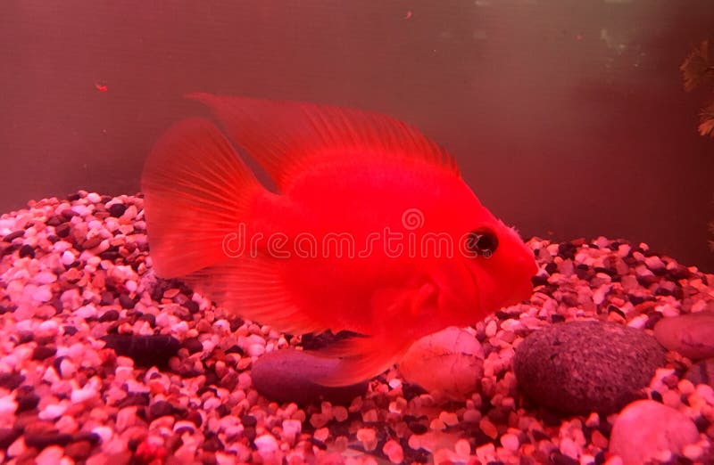 Red Parrot stock image. Image of rare, fish, farm, stream - 83375815