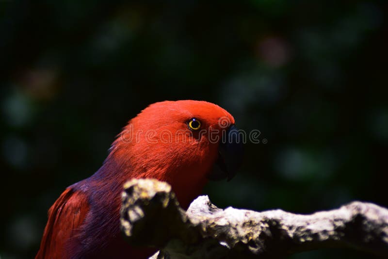 Red Parrot Side Head Shot Style Stock Image - Image of head, macaw ...