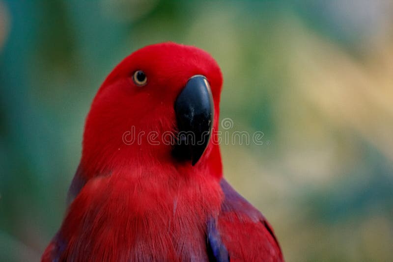 Red Parrot Side Portrait Head Shot Stock Image - Image of side, head ...