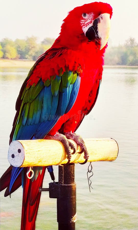 Red parrot, side view stock image. Image of finch, macaw - 244947327