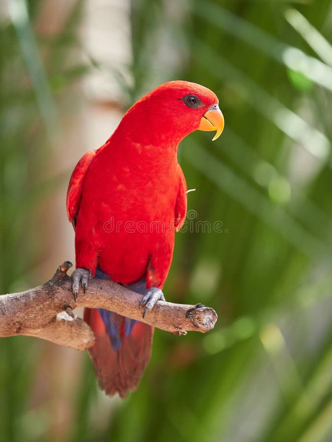 Red Parrot Sitting on Branch Stock Image - Image of nature, erithacus ...