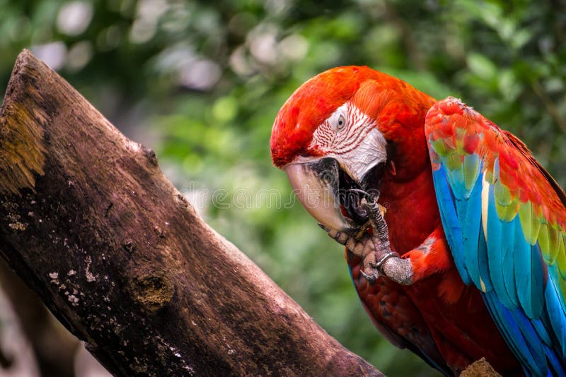 Red Parrot stock photo. Image of beautiful, tropical - 98407760