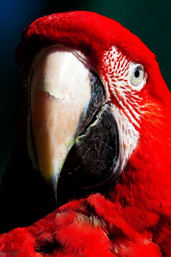 Red Parrot stock photo. Image of beak, feathers, portugal - 66322642