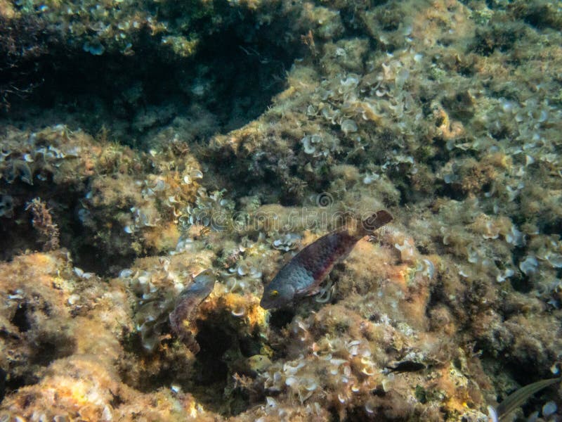 Red Parrot Fish stock photo. Image of mediterranean - 157548250