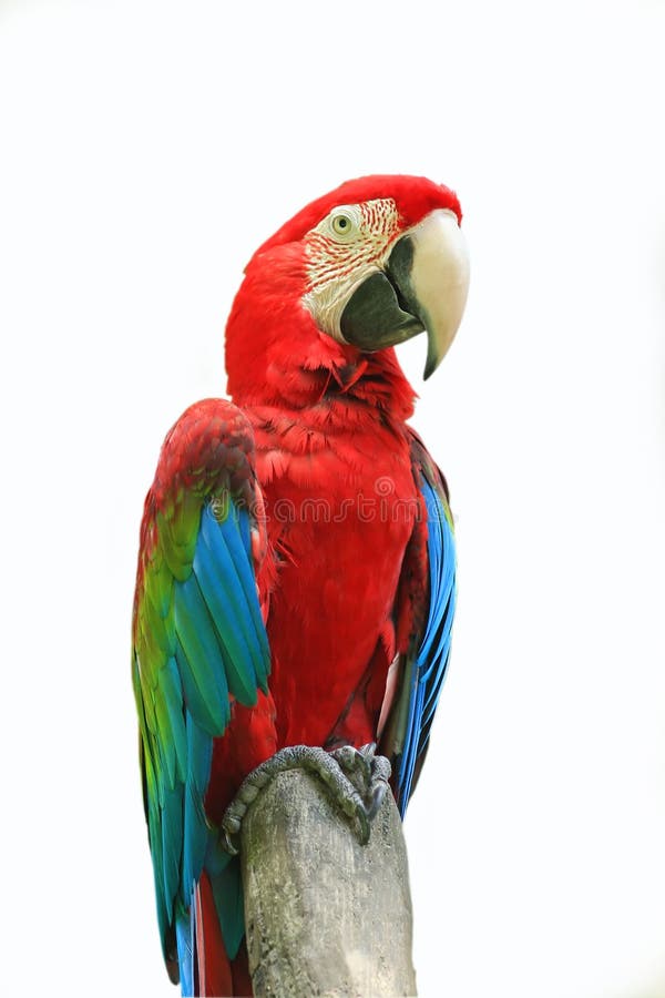 Red parrots stock image. Image of wild, colorful, natural - 15880157