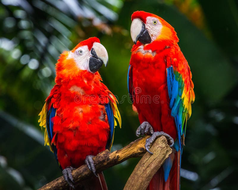Red Parrots in the Bird Park Stock Photo - Image of scarlet, fauna ...