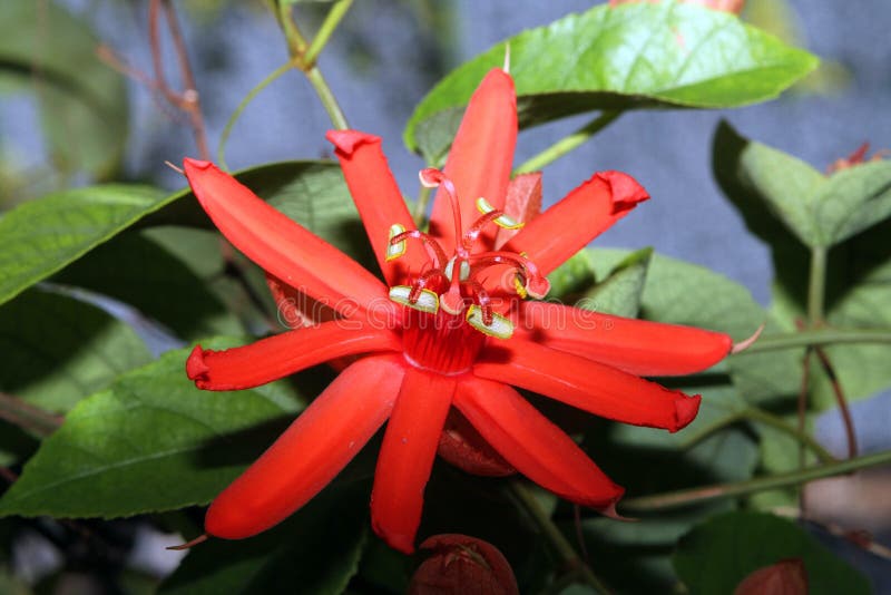 Red Passiflora Flower stock image. Image of flower, pollen - 130138721