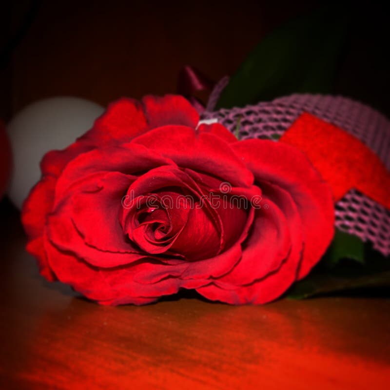 The Red passion stock photo. Image of rose, passion - 176765096