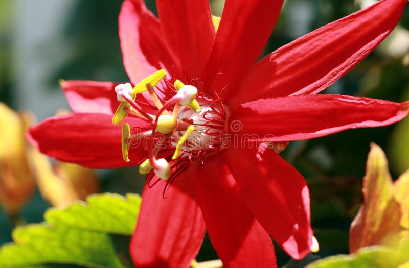 Red passion flower stock photo. Image of blooming, flowering - 12956790