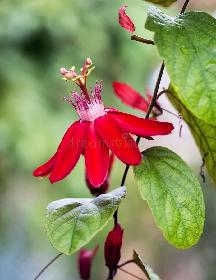 Red Passion Flower stock photo. Image of isolated, passion - 53615074