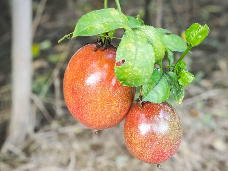 Red passion fruit. stock photo. Image of nature, foliage - 63435880