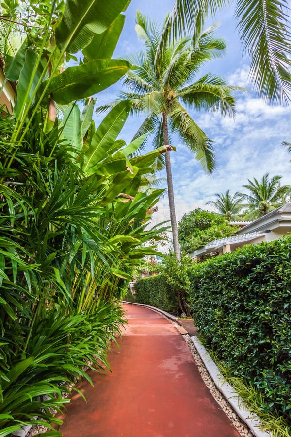 Red path with green tree stock photo. Image of summer - 38404814