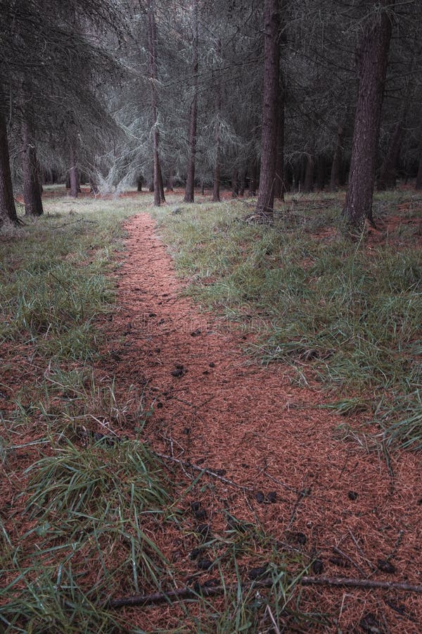 The red pathway stock image. Image of meadow, plant - 183598161