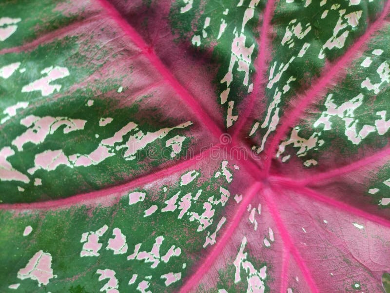 The Red Pattern from the Beautiful Taro Leaves Stock Image - Image of ...