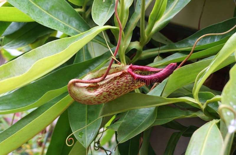 A Red Pattern Ribs of a Carnivorous Pitcher Plant Stock Image - Image ...