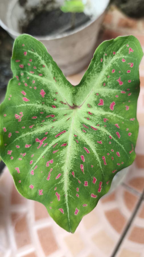 Red Patterned Caladium Flower Leaves Stock Image - Image of flower ...