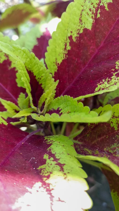 Red Patterned Leaves are Very Beautiful To Decorate the Garden Stock ...