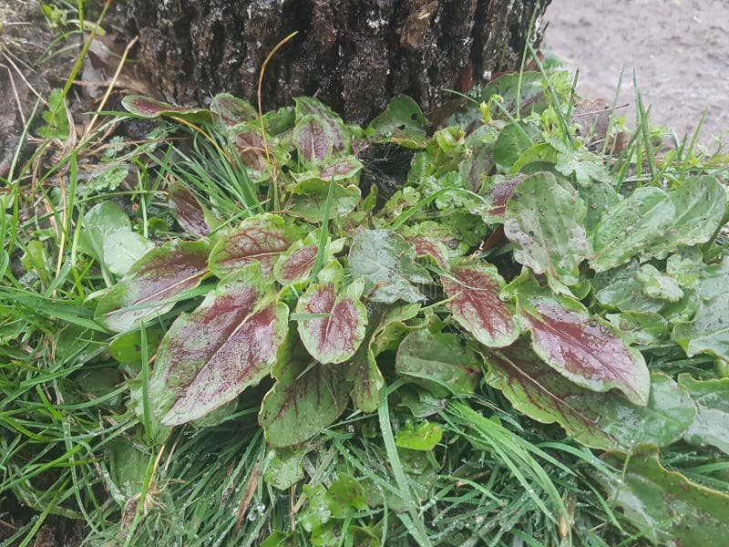 Red Patterned weeds stock photo. Image of organic, evergreen - 272437442
