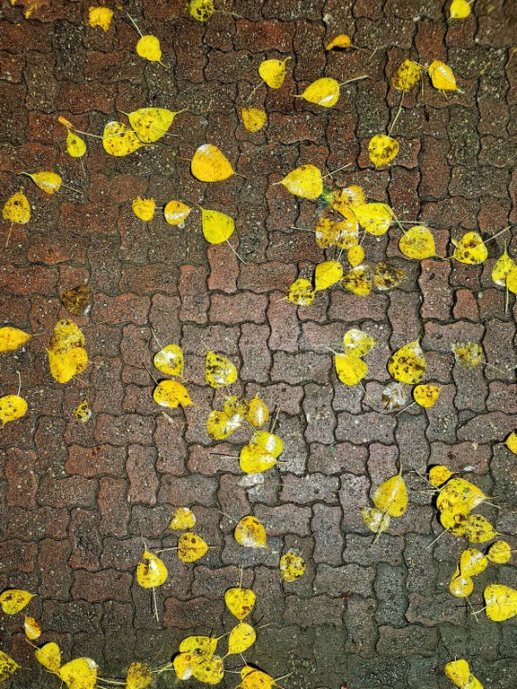 Red Pavement Texture with Fallen Yellow Leaves Stock Photo - Image of ...