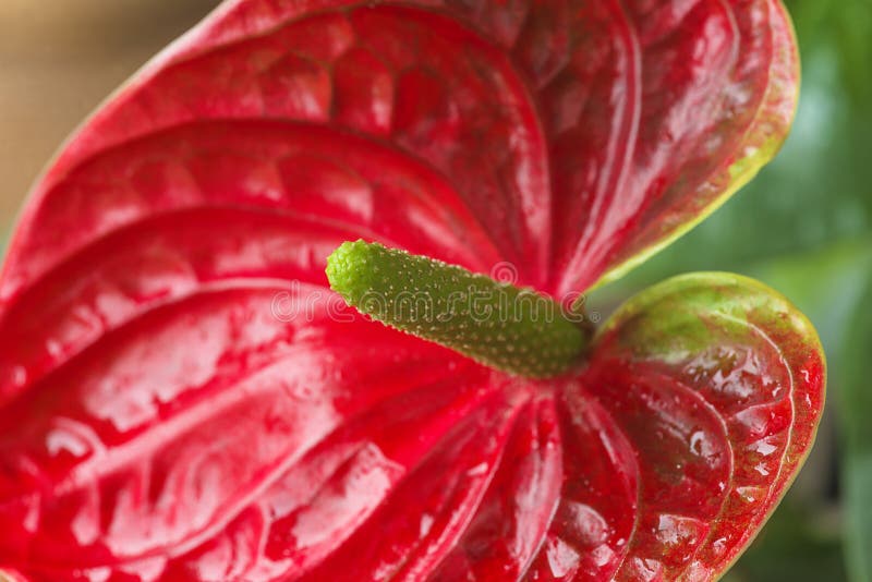 Red Peace Lily or Spathiphyllum Close Up Stock Image - Image of dracup ...