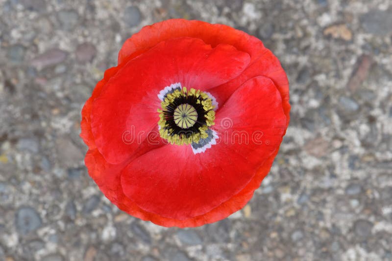 Crimson Red Flanders Peace Poppy 02 Stock Photo - Image of stamen ...
