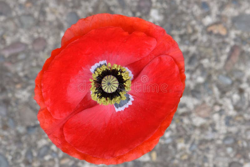 Blood Red Flanders Peace Poppy Mandala 01 Stock Photo - Image of poppy ...