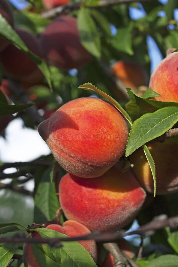 Peach tree stock image. Image of nature, nectarine, food - 33527767