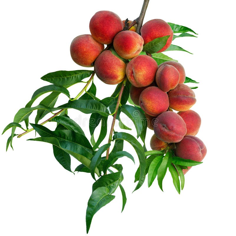 Red Peaches on Branch Isolated on White Stock Photo - Image of peach ...