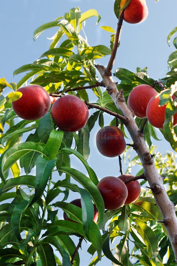 Red peaches stock photo. Image of organic, fruit, juicy - 75725202