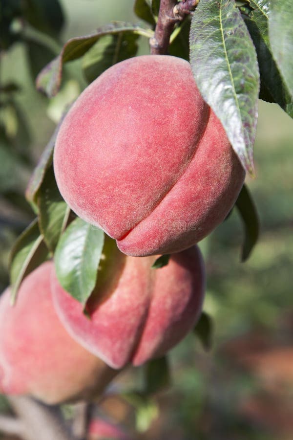 Red Peaches on Tree stock photo. Image of harvest, fuzzy - 27113212
