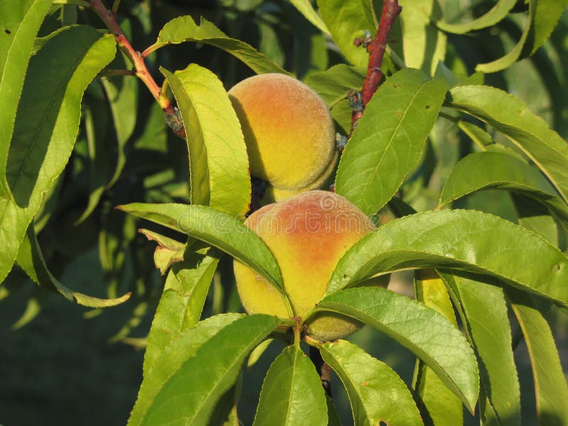 Red Peaches on Tree Branches in a Cultivated Land in Tuscany, Italy ...